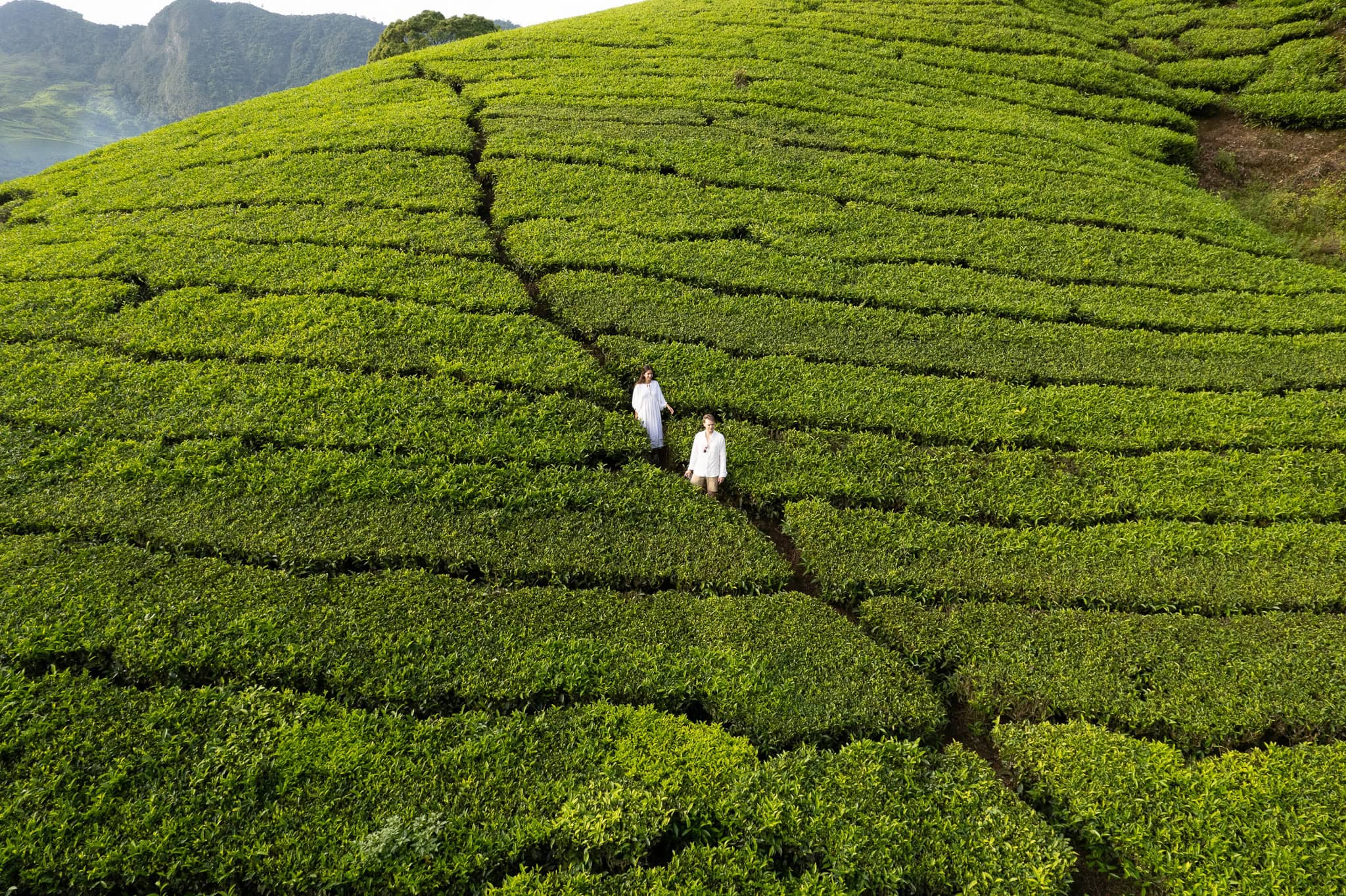 Visit A Tea Plantation In Kerala, India - Boho And Salty | Endless ...