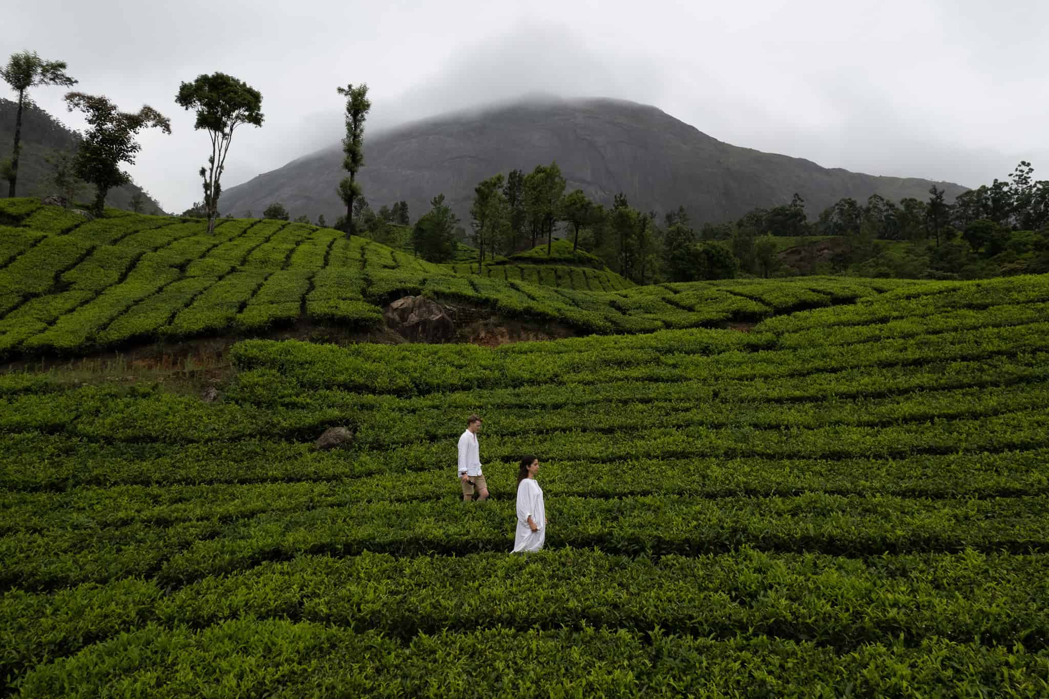 Visit A Tea Plantation In Kerala, India - Boho And Salty | Endless ...