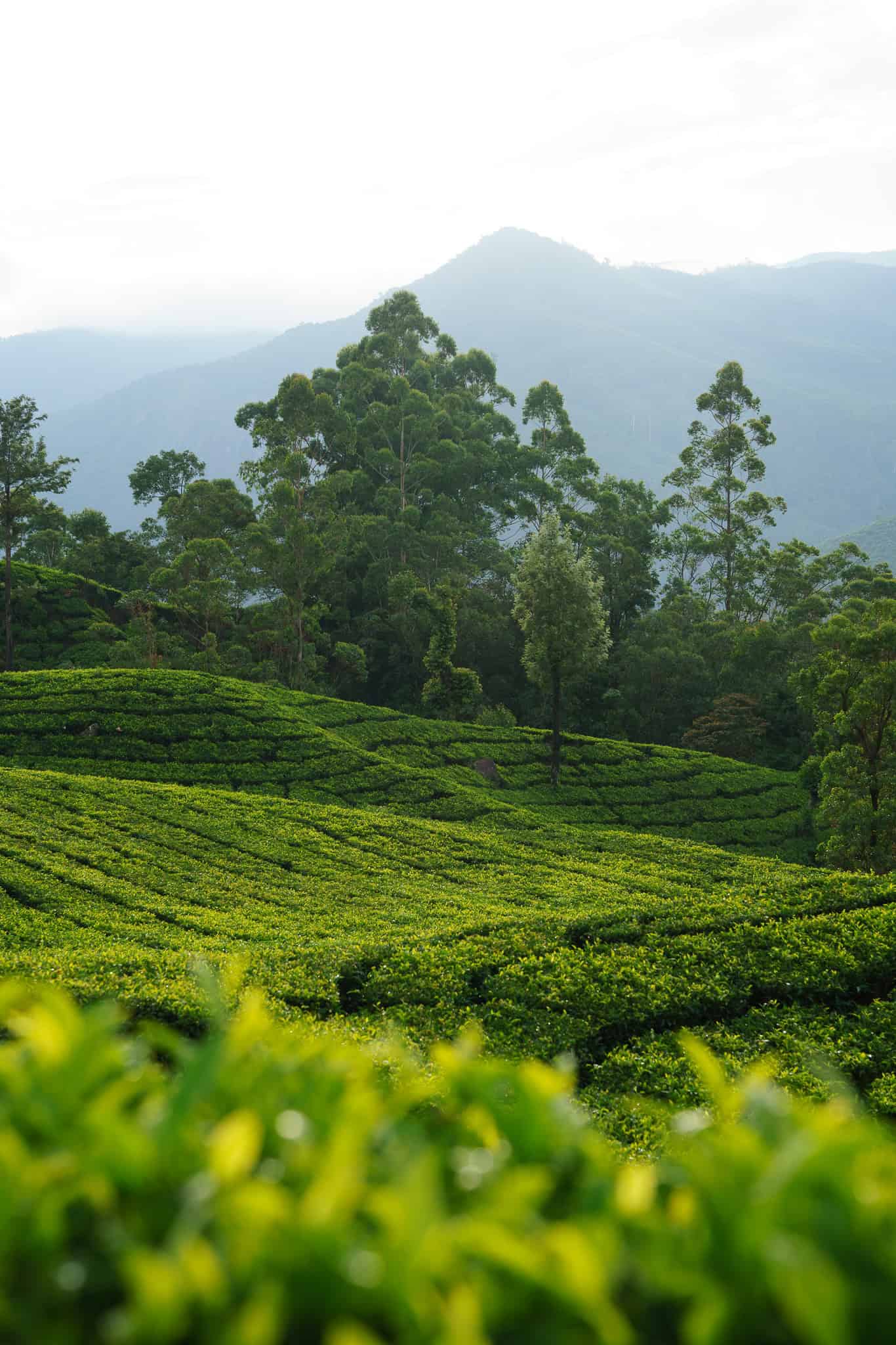 Visit A Tea Plantation In Kerala, India - Boho And Salty | Endless ...